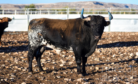 Marchamalo abrocha este sábado la temporada taurina en la provincia ...